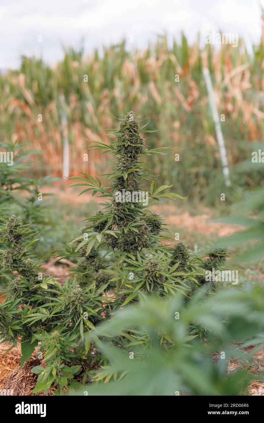 Stem tip of the cannabis plant in the flowering stage, green foliage ...