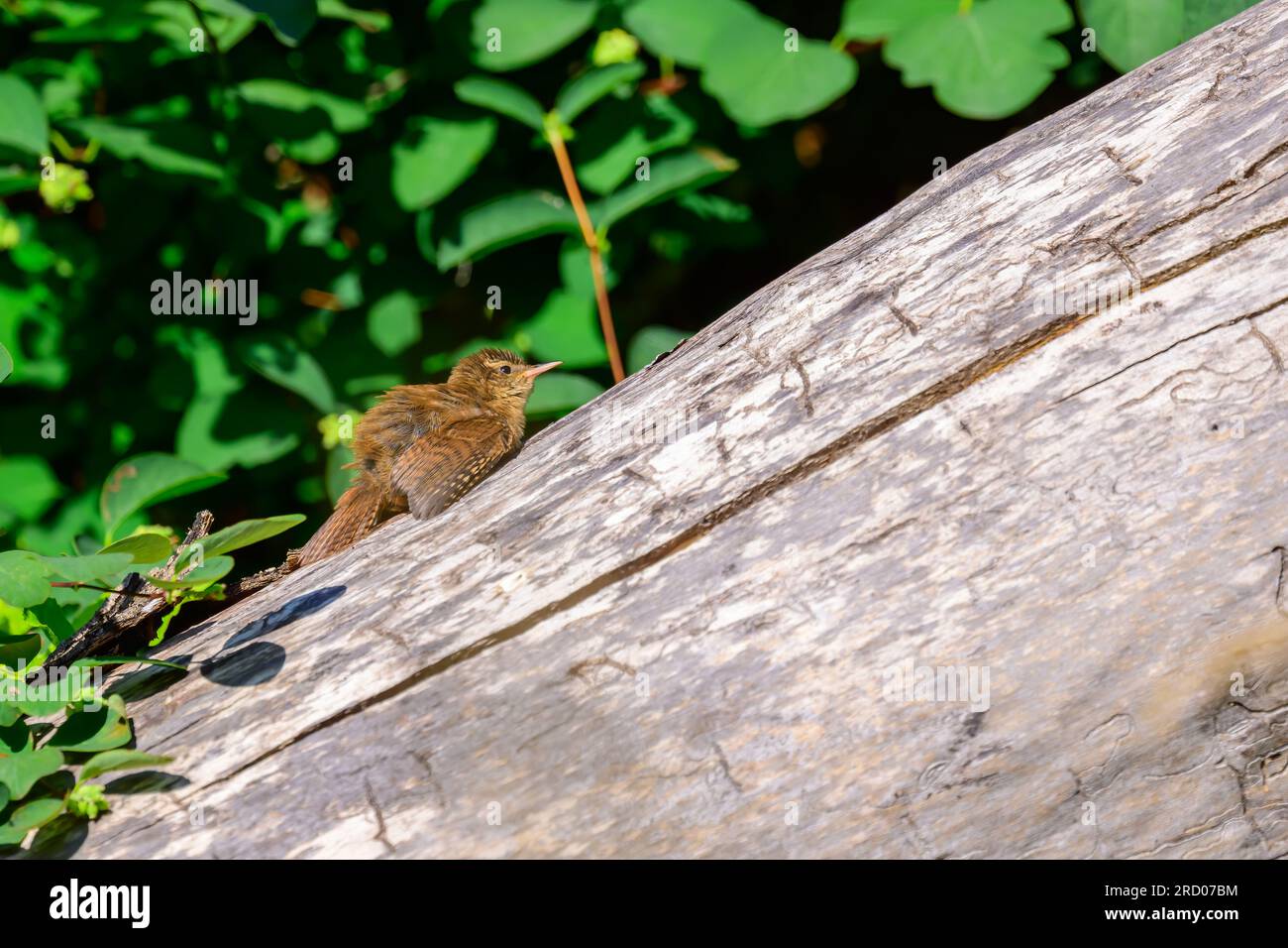 Wren, Troglodytes troglodytes, sunbathing on a dead log Stock Photo - Alamy