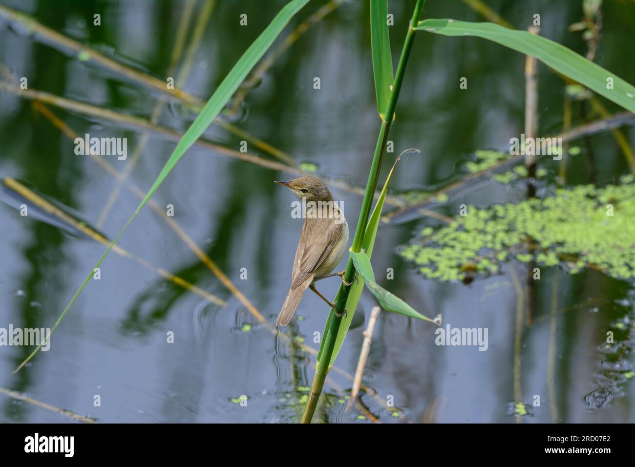Reed warbler, Acrocephalus scirpaceus, perched on a reed stem Stock ...