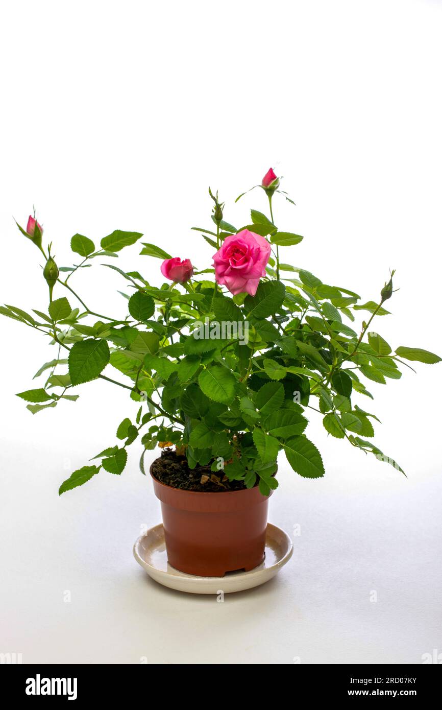 Indoor rose bush in a pot on a white background Stock Photo - Alamy
