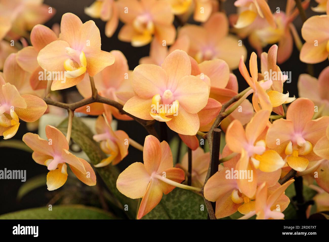 Peach orchid hi-res stock photography and images - Alamy