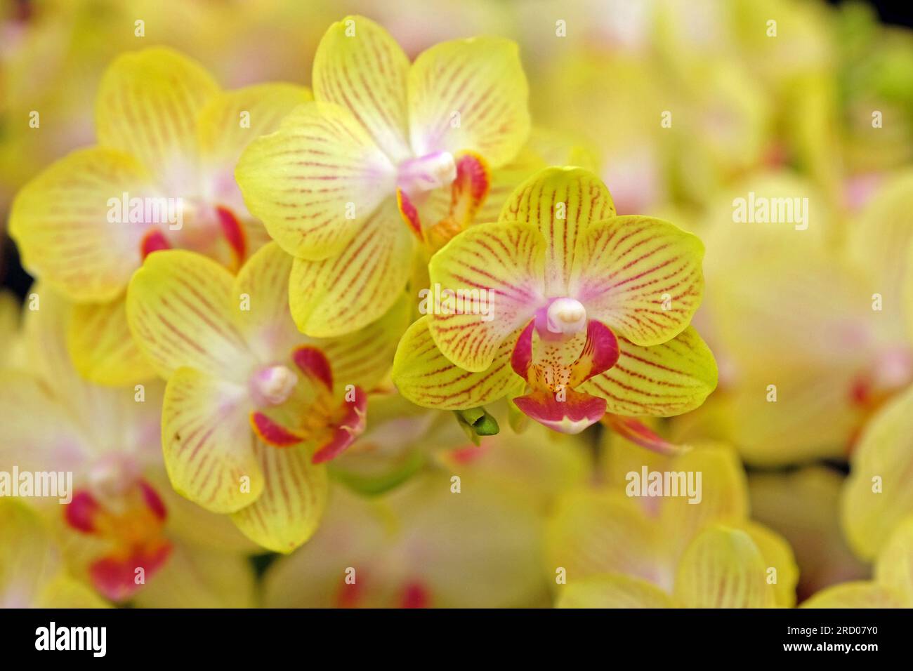 Phalaenopsis Gold Staff moth orchid in flower Stock Photo - Alamy
