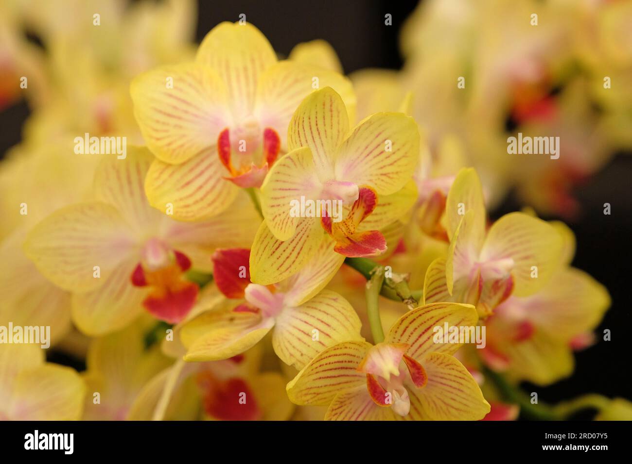 Phalaenopsis gold staff hi-res stock photography and images - Alamy