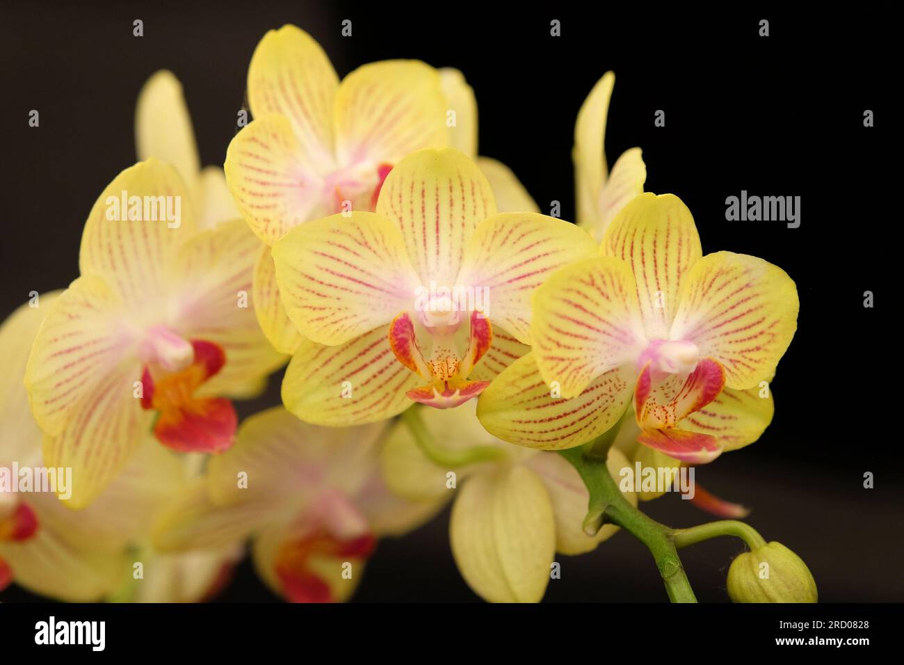 Phalaenopsis gold staff hi-res stock photography and images - Alamy