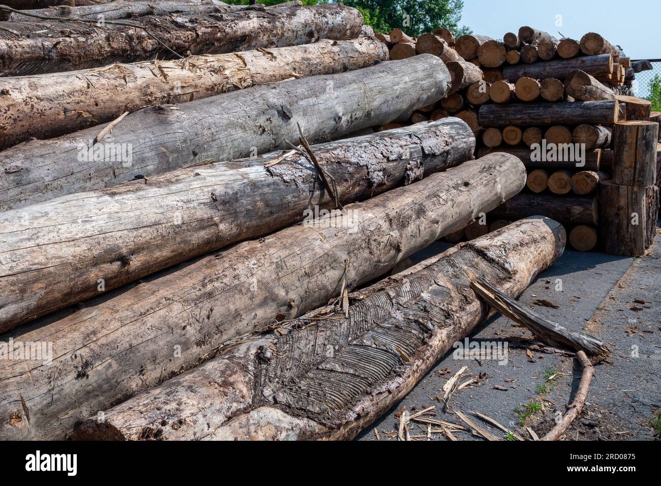 Stacked logs of trees. The concept of environmental safety Stock Photo ...
