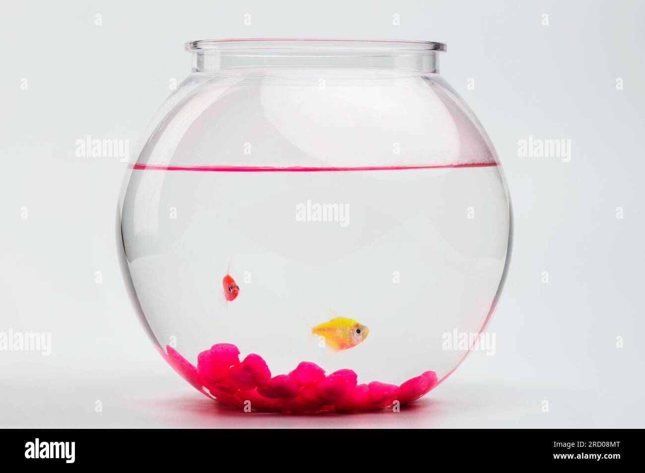 Two small fishes look from round aquarium side view isolated on white ...