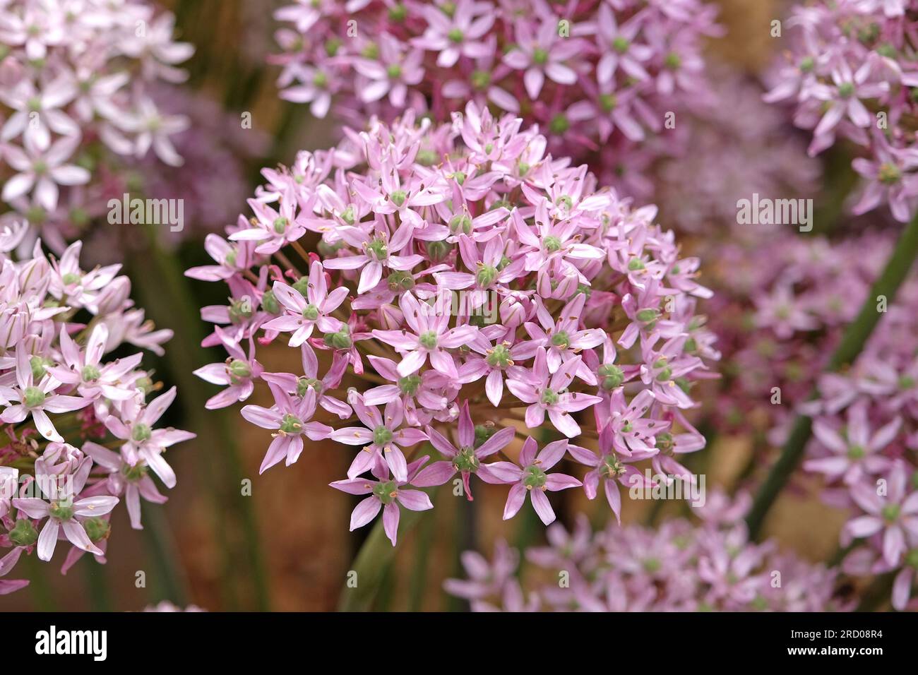 Allium 'Pink Jewel' in flower Stock Photo - Alamy