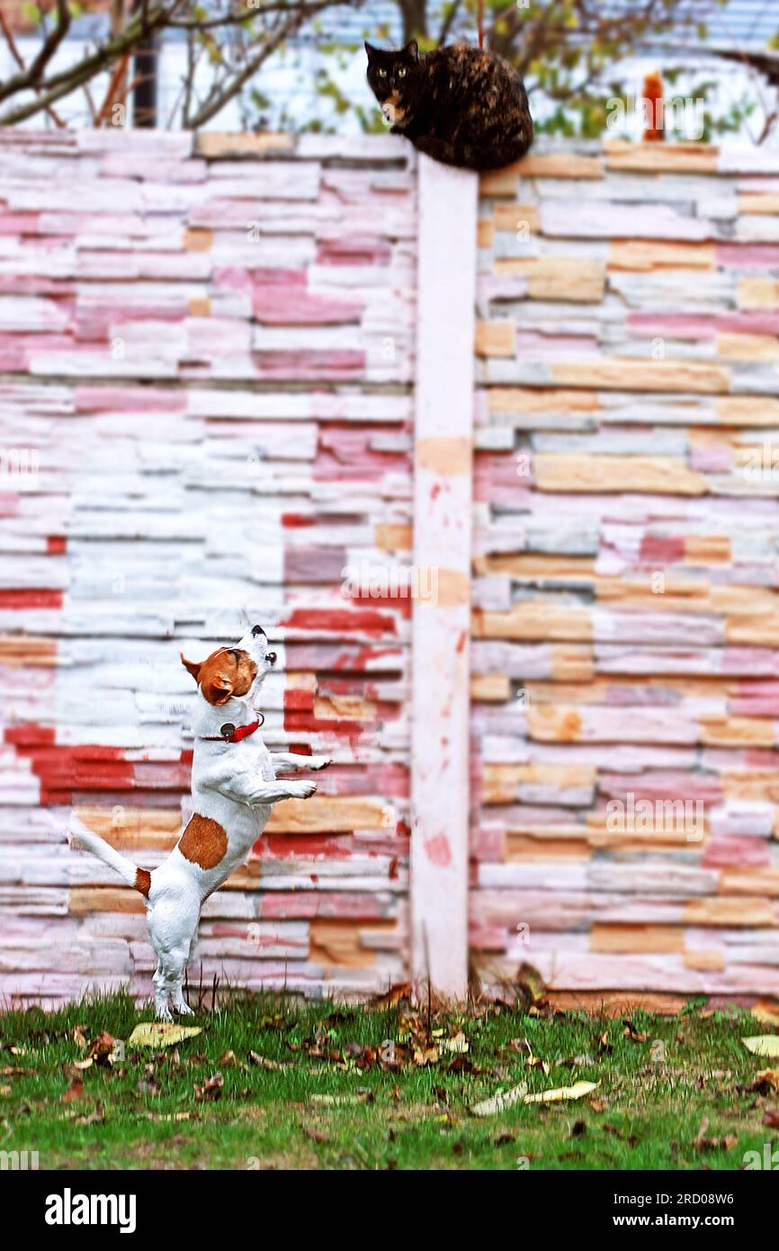 happy Jack Russell Terrier jumping near a colorful fence after seeing a ...