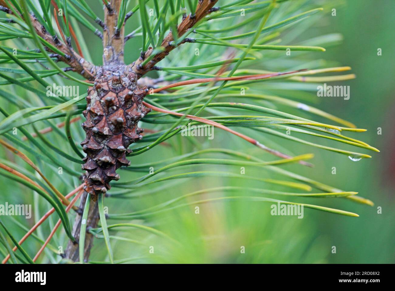 Needles in skin medical hi-res stock photography and images - Alamy