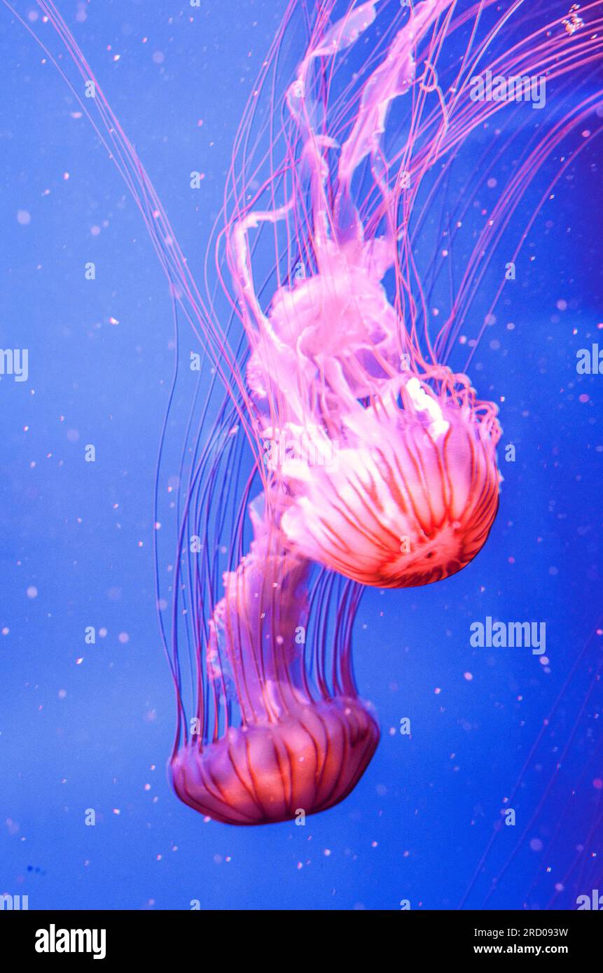 Beautiful jellyfishes swimming in aquarium hi-res stock photography and ...