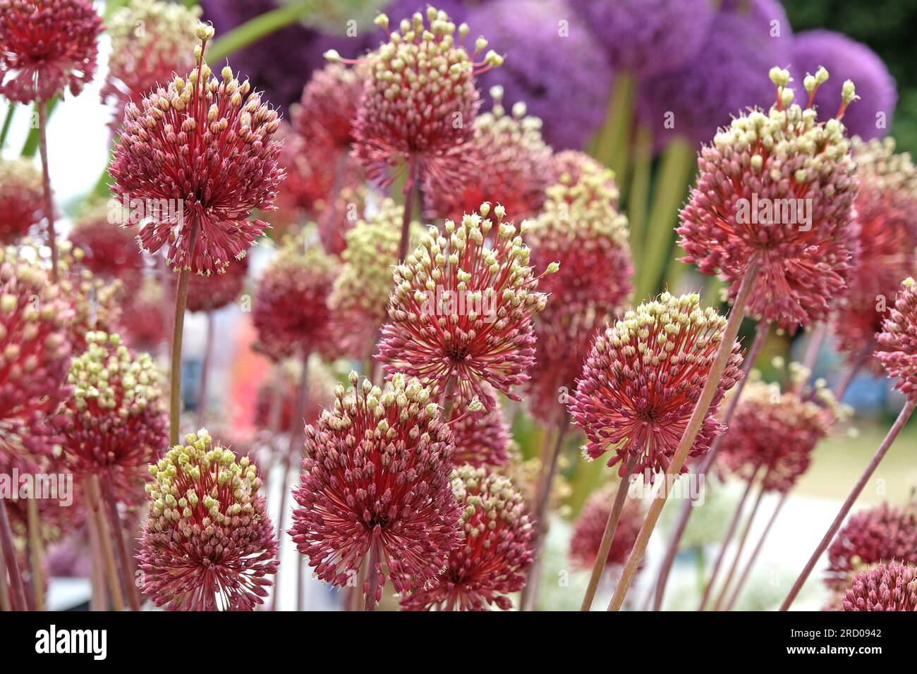 Allium 'Red Mohican' in flower Stock Photo - Alamy