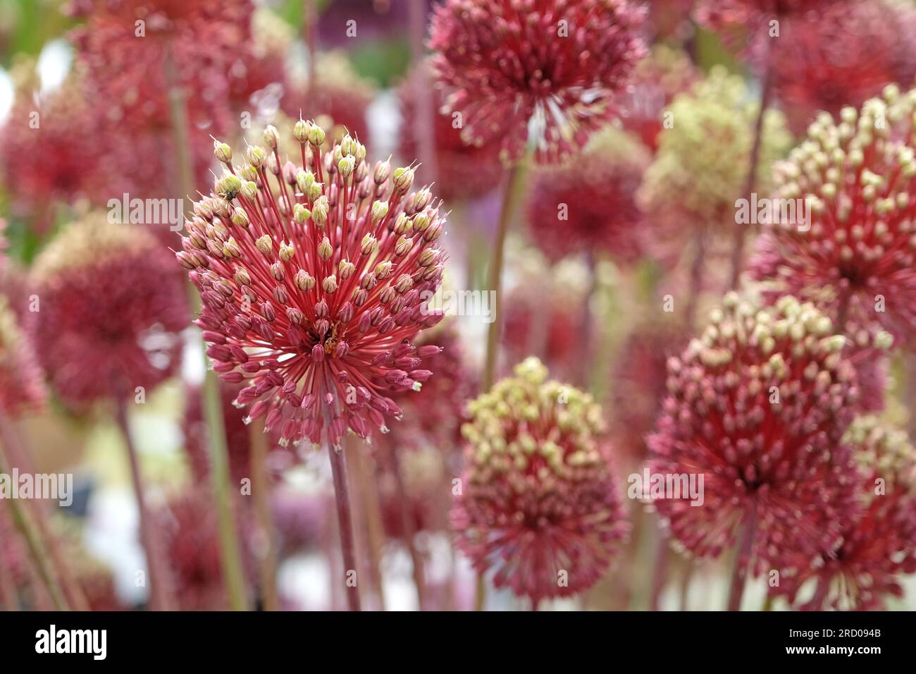 Allium 'Red Mohican' in flower Stock Photo - Alamy