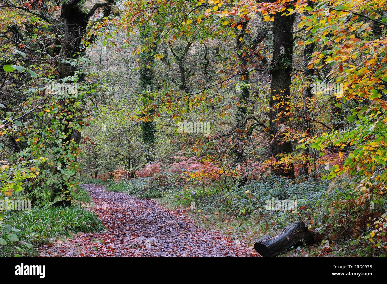 Tarr steps circular walk in the Barle valley on Exmoor National Park ...