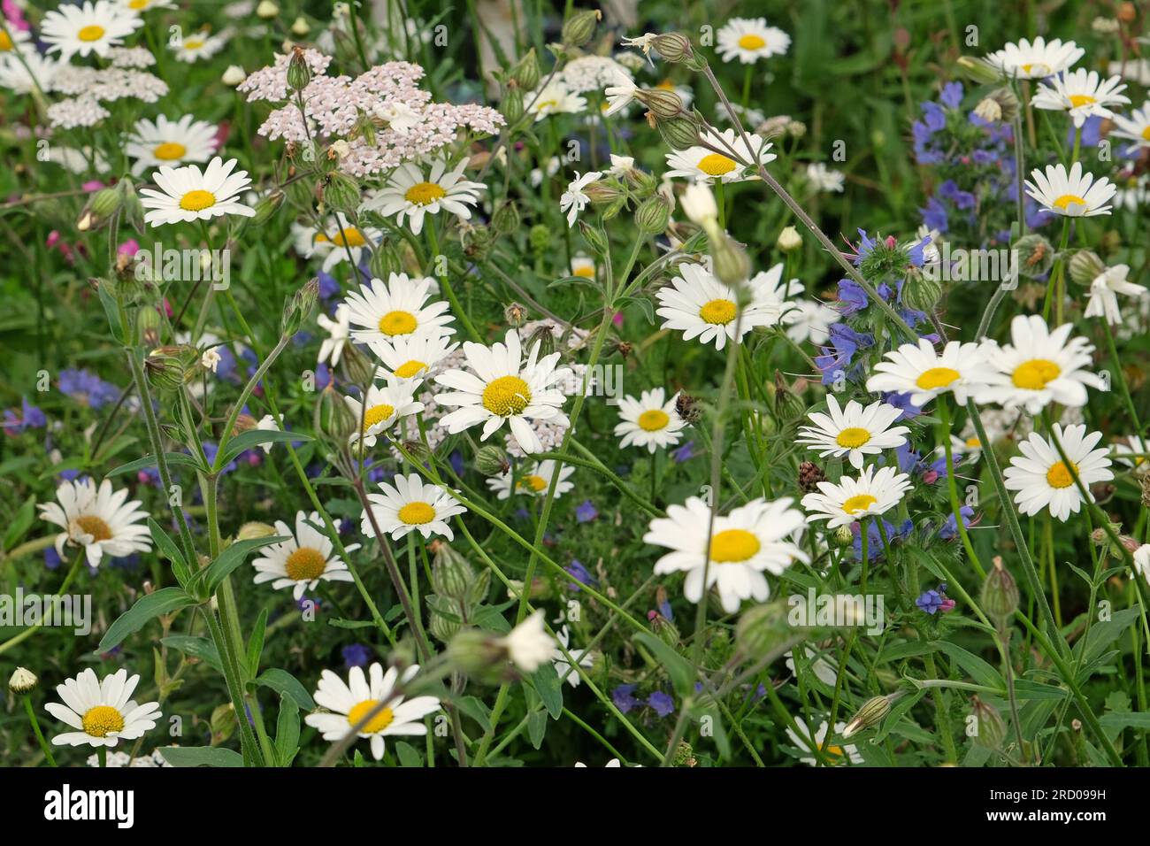 Leucanthemum vulgare, commonly known as the oxeye daisy, dog daisy, or marguerite, in flower ...