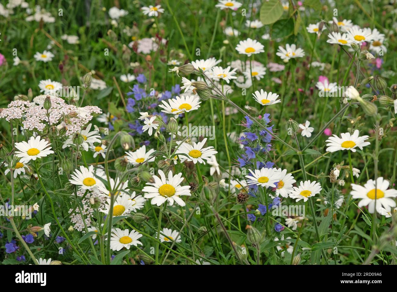 Leucanthemum vulgare, commonly known as the oxeye daisy, dog daisy, or marguerite, in flower ...