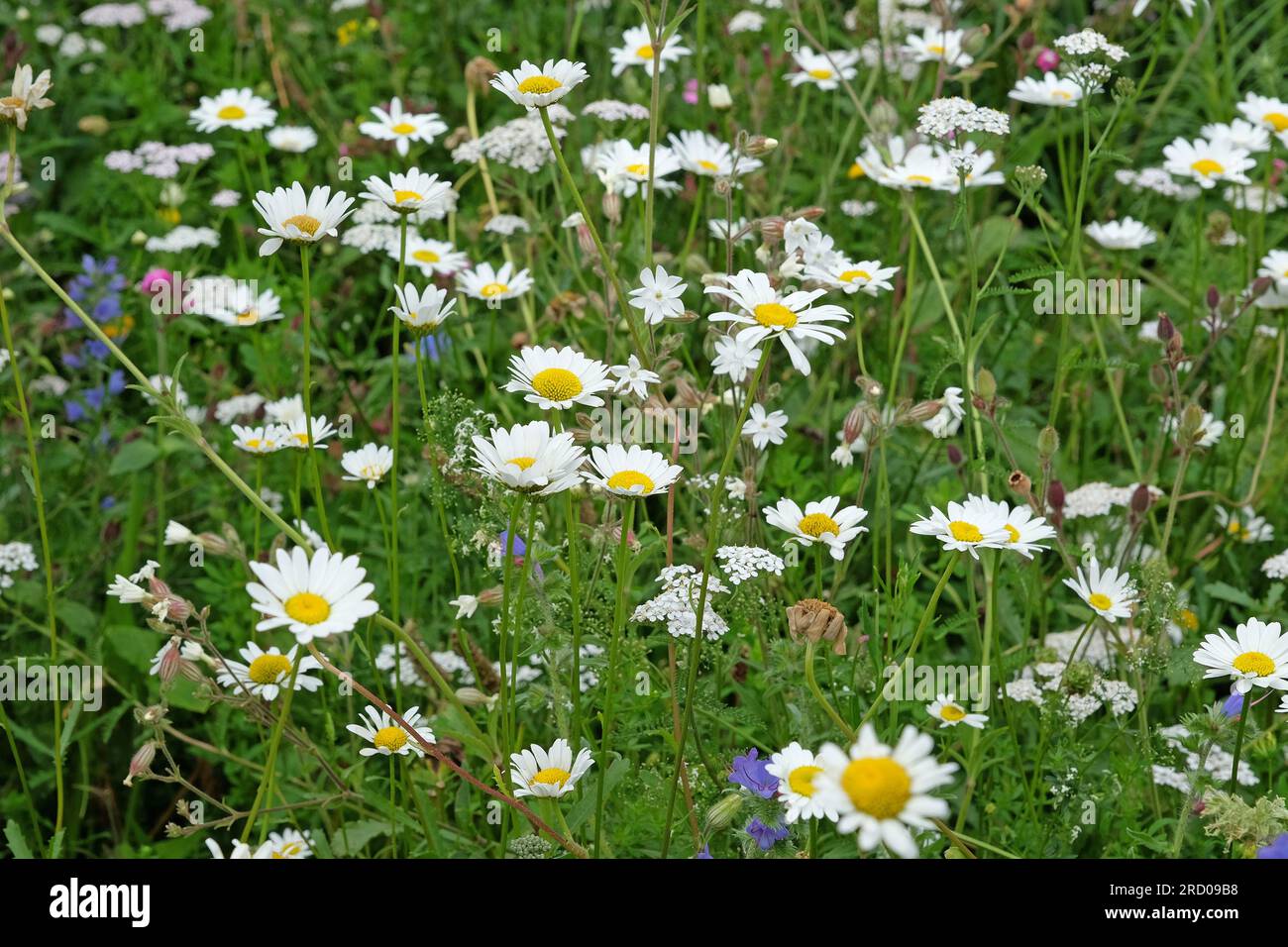 Leucanthemum vulgare, commonly known as the oxeye daisy, dog daisy, or marguerite, in flower ...