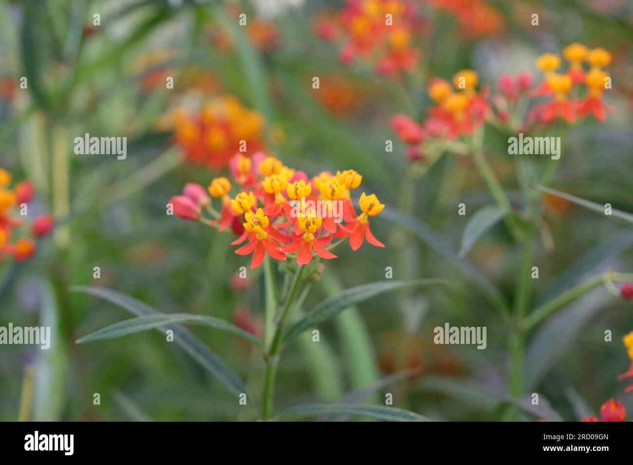 Tropical milkweed or blood flower, Asclepias curassavica, in flower ...