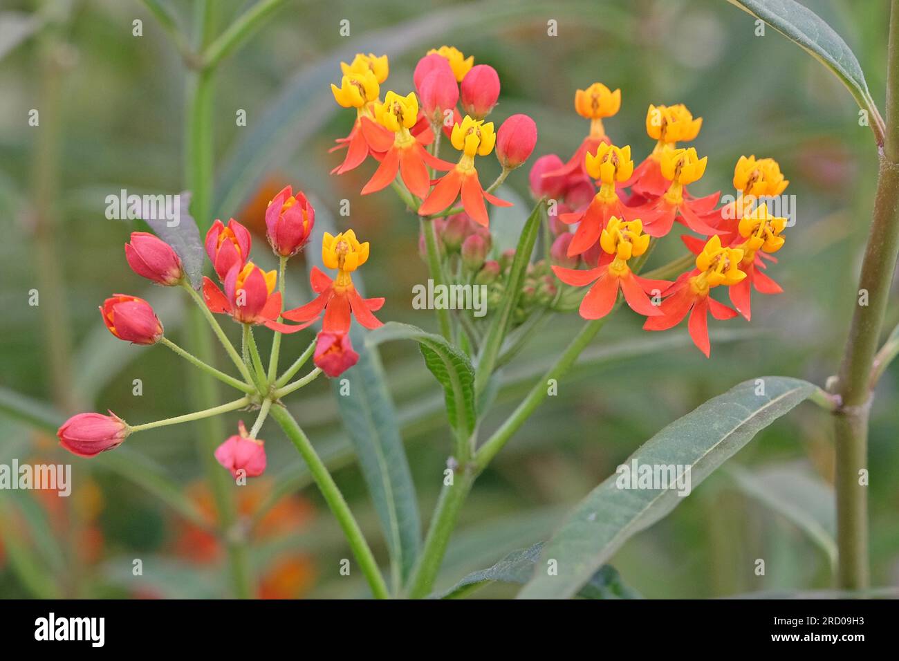 Blood and flowers hi-res stock photography and images - Alamy