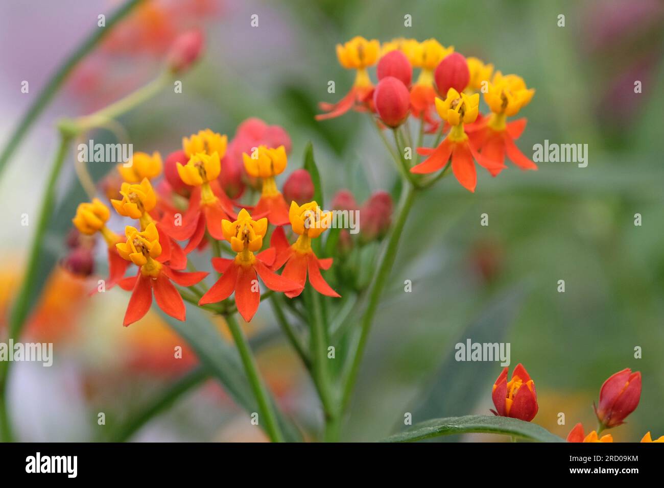 Tropical milkweed or blood flower, Asclepias curassavica, in flower ...