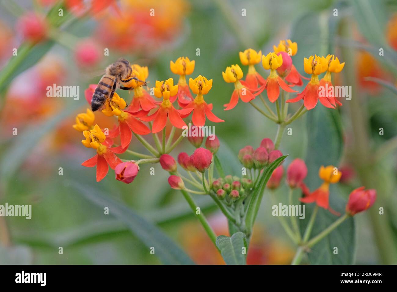 Tropical milkweed or blood flower, Asclepias curassavica, in flower ...