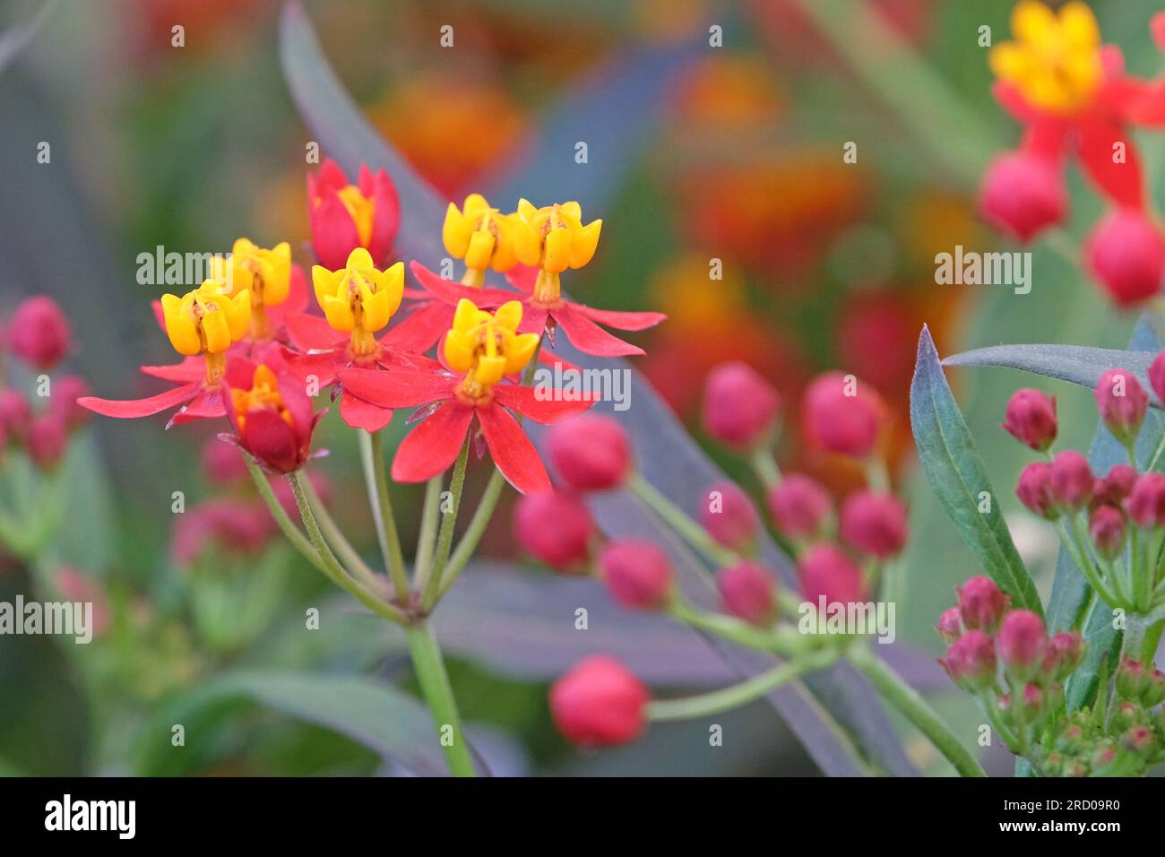 Tropical milkweed or blood flower, Asclepias curassavica, 'Silky Deep ...
