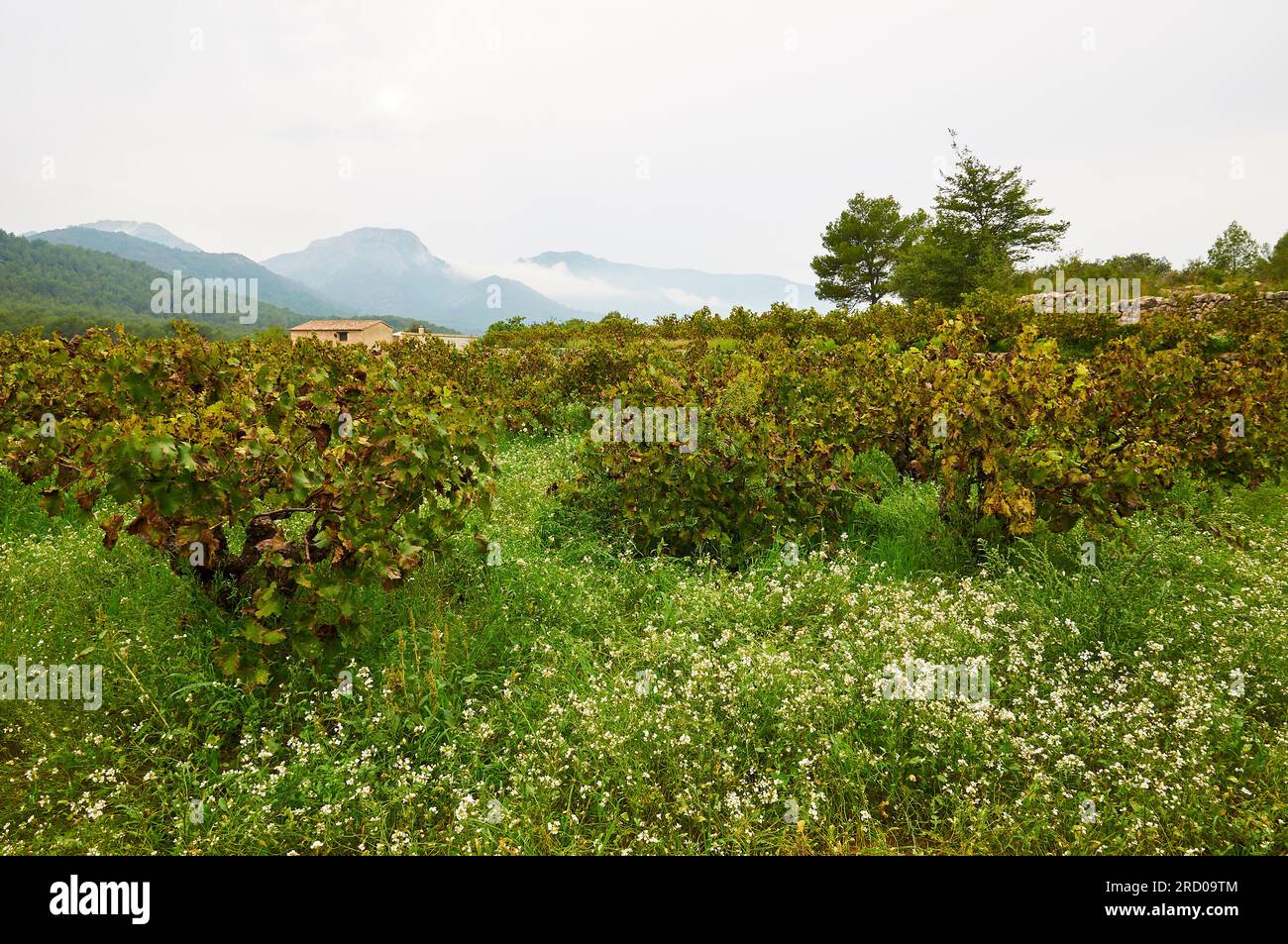 Vineyard with green grass and flowers with Serra del Carrascal ...