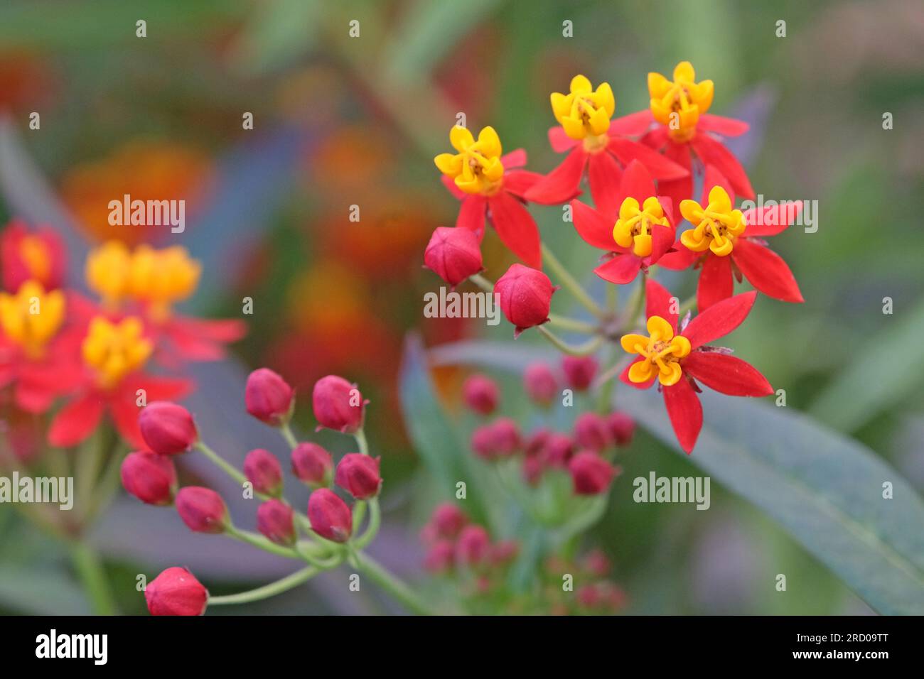 Blood flower silky deep red hi-res stock photography and images - Alamy