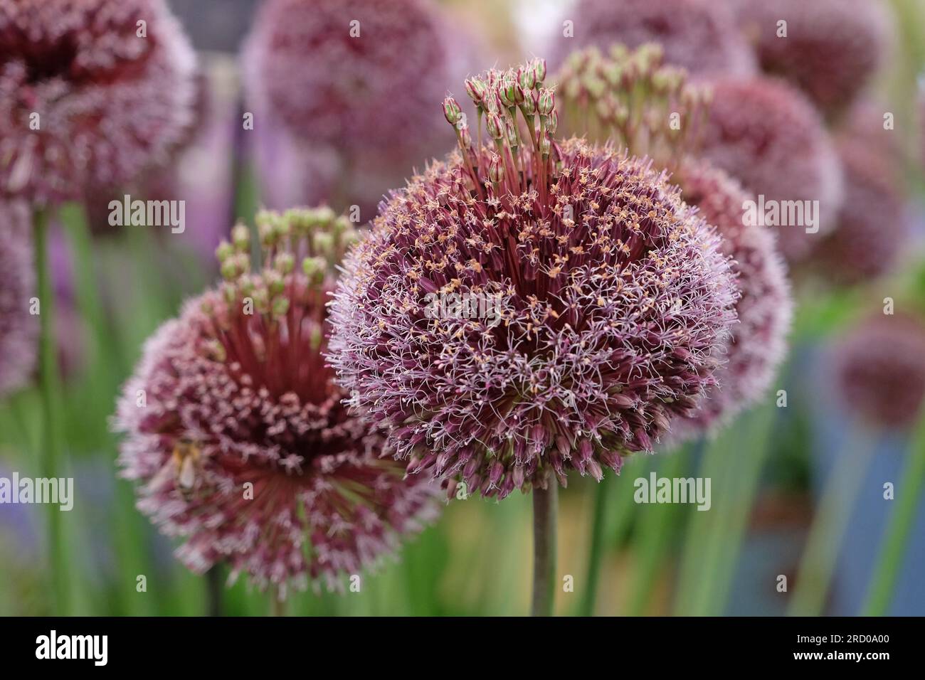 Allium Forelock