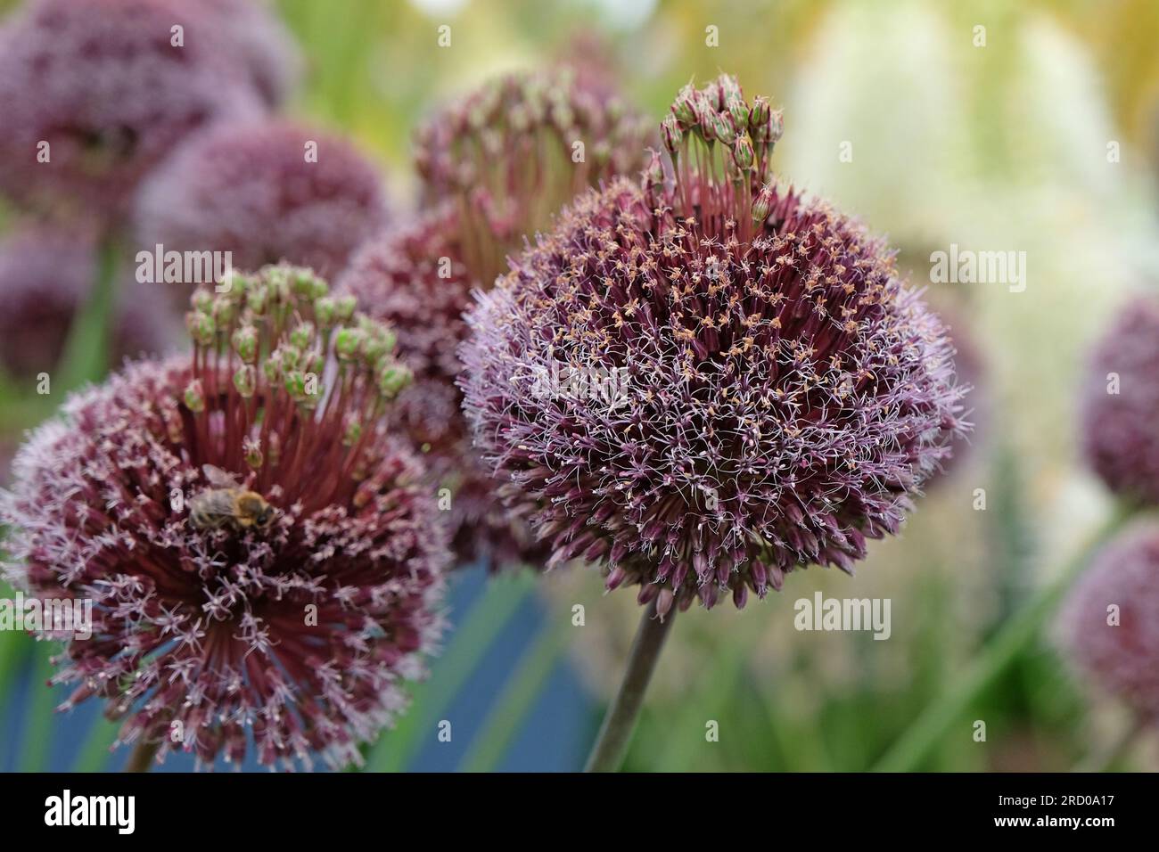 Maroon Allium 'Forelock' in flower Stock Photo - Alamy