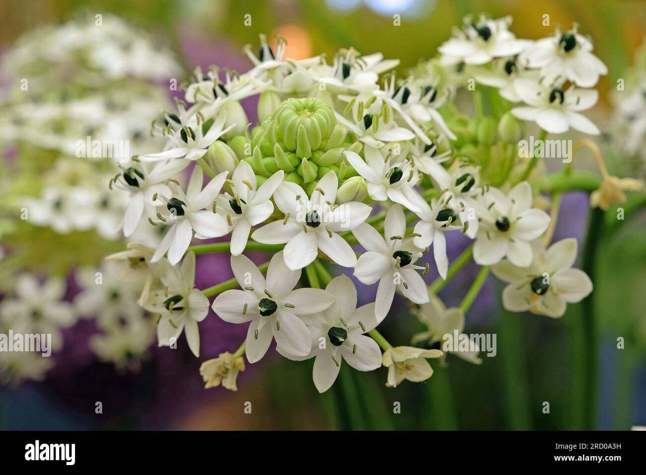 Ornithogalum arabicum, Arabian Star Flower, in bloom Stock Photo - Alamy