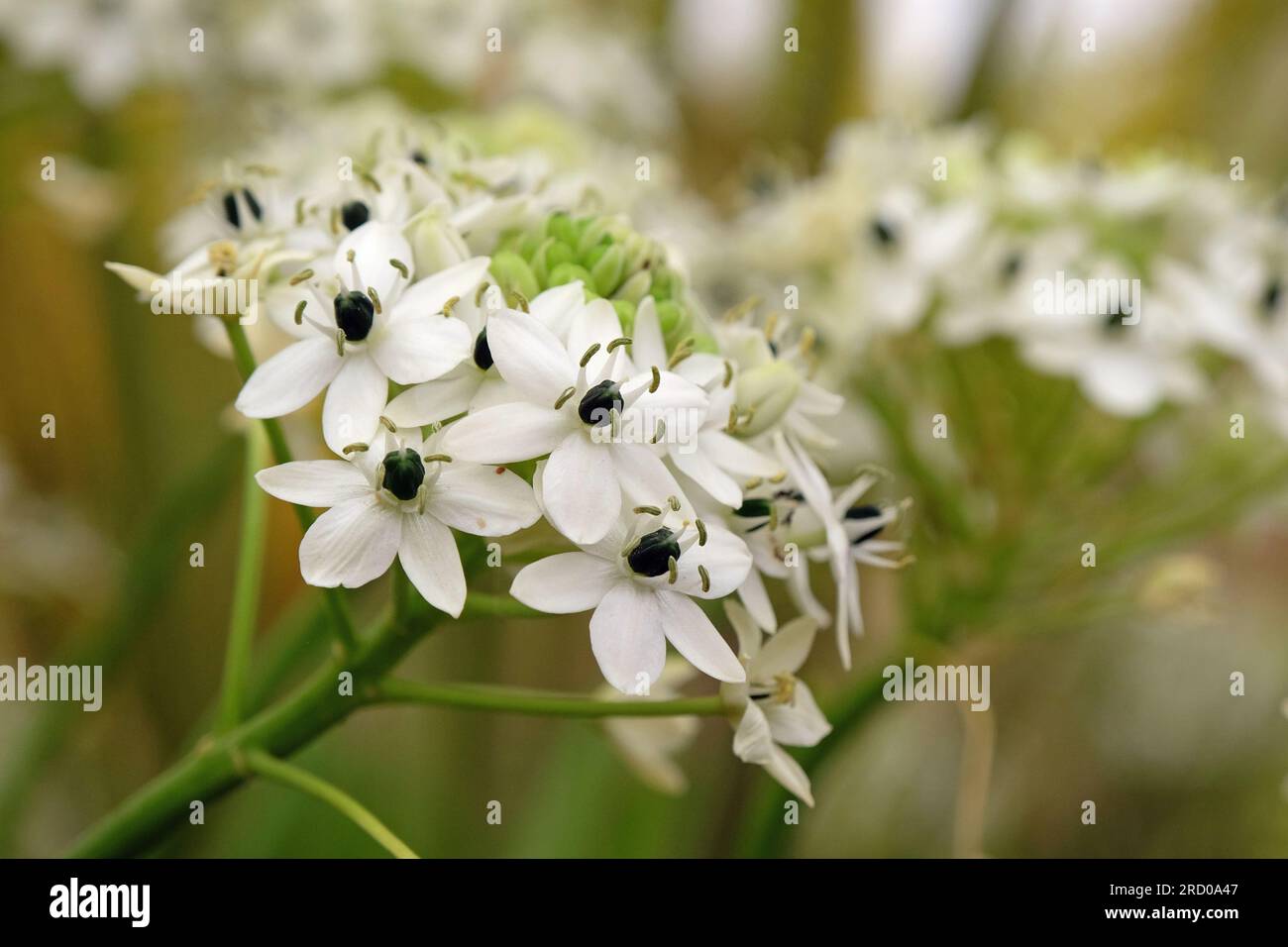 Ornithogalum arabicum, Arabian Star Flower, in bloom Stock Photo - Alamy