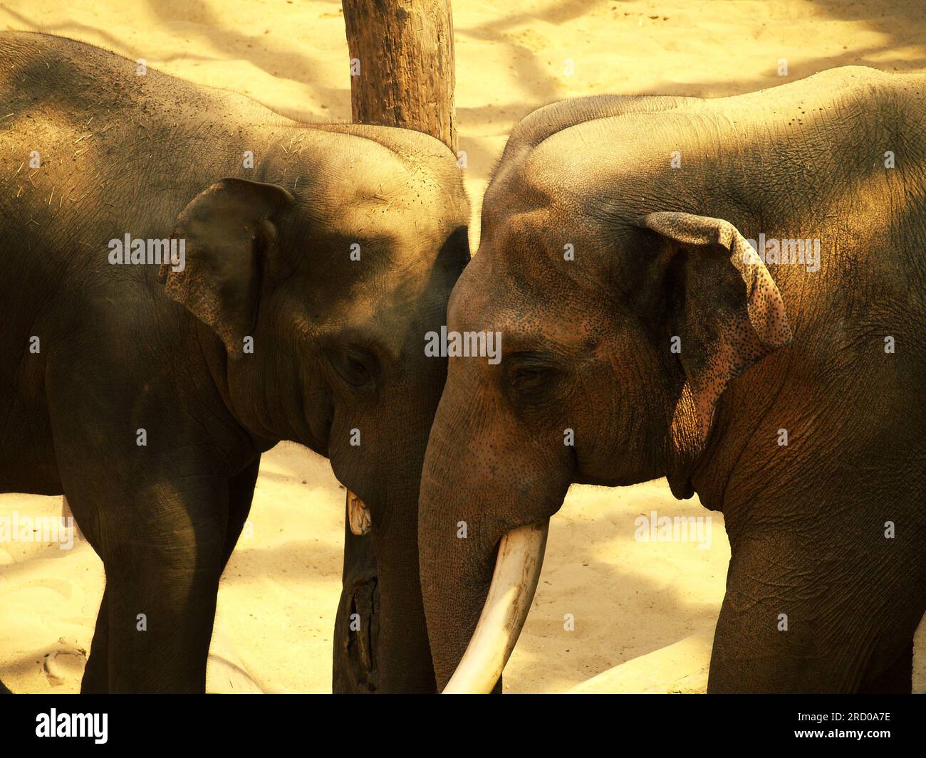 Kiss elephants hi-res stock photography and images - Alamy