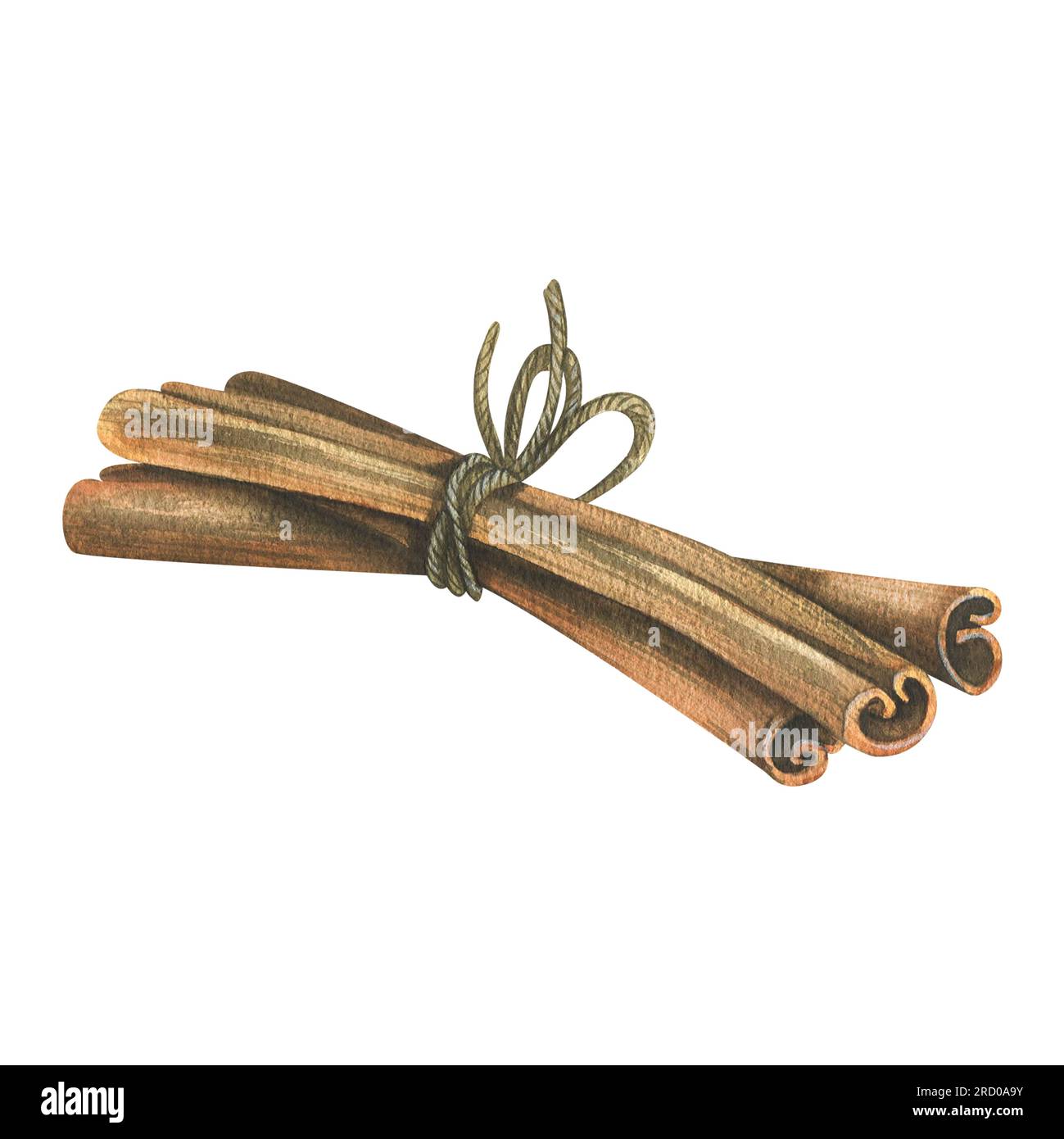 Cinnamon sticks tied with a jute rope with a bow. Watercolor ...