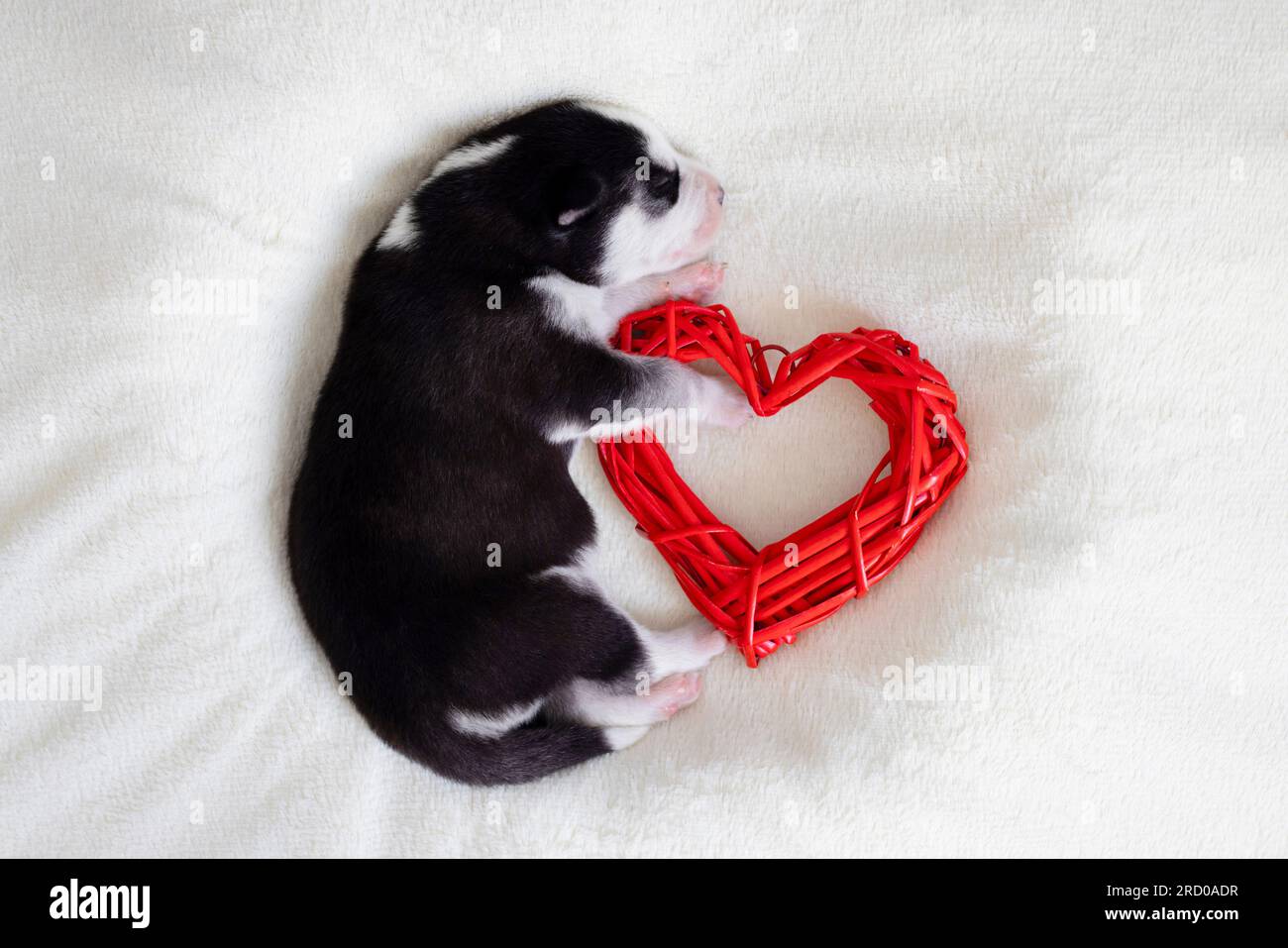 Cute siberian husky puppy sleeps with red heart on a white fluffy ...