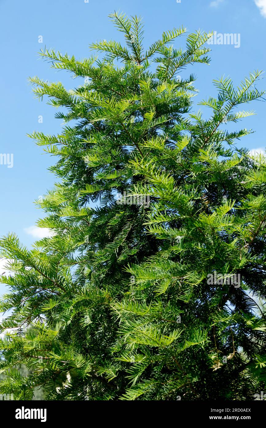 Native california plants hi-res stock photography and images - Alamy