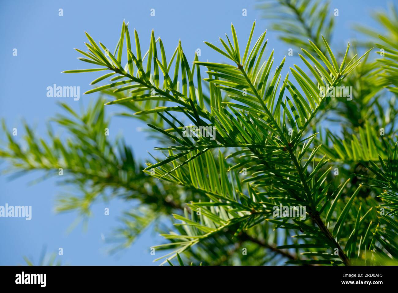 Nutmeg tree hi-res stock photography and images - Alamy
