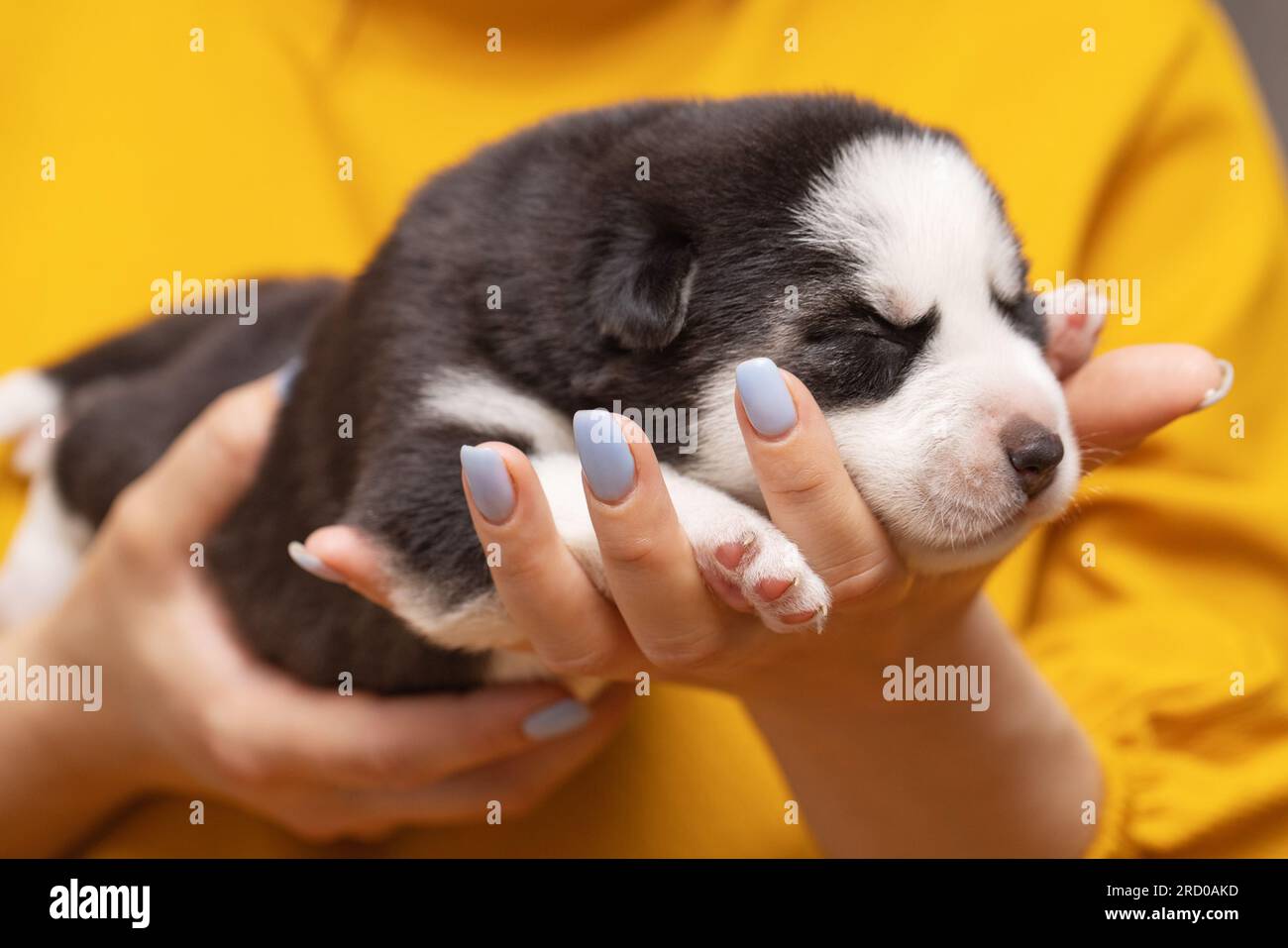 Puppy dog sleeps on female hands. Womans hands are holding newborn ...