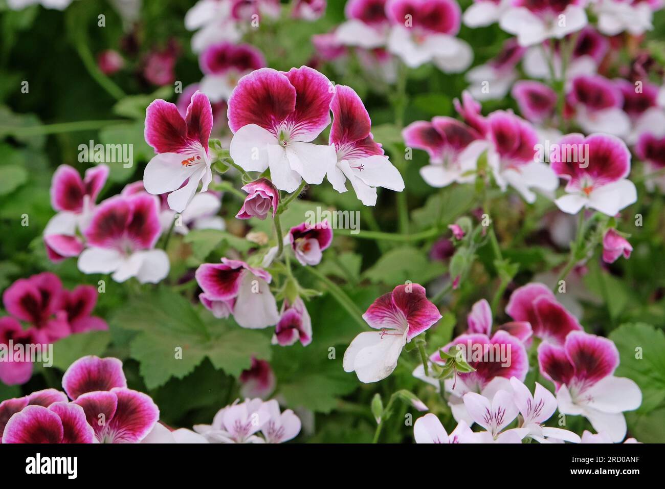 Pelargonium angel eyes hi-res stock photography and images - Alamy