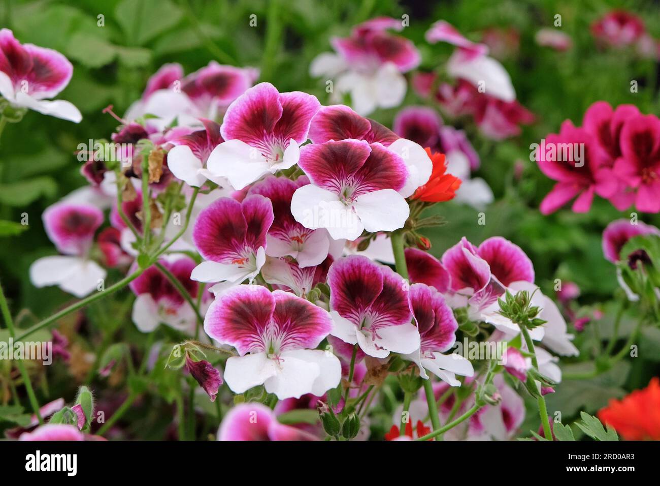 Pelargonium Geranium Angel Eyes in flower Stock Photo - Alamy