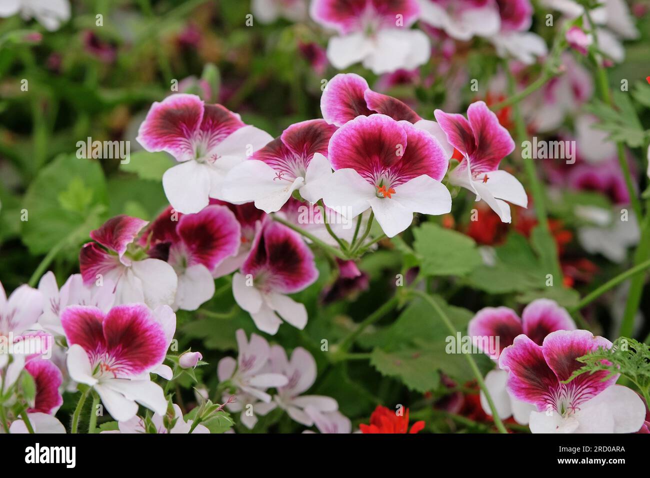 Pelargonium angel eyes hi-res stock photography and images - Alamy