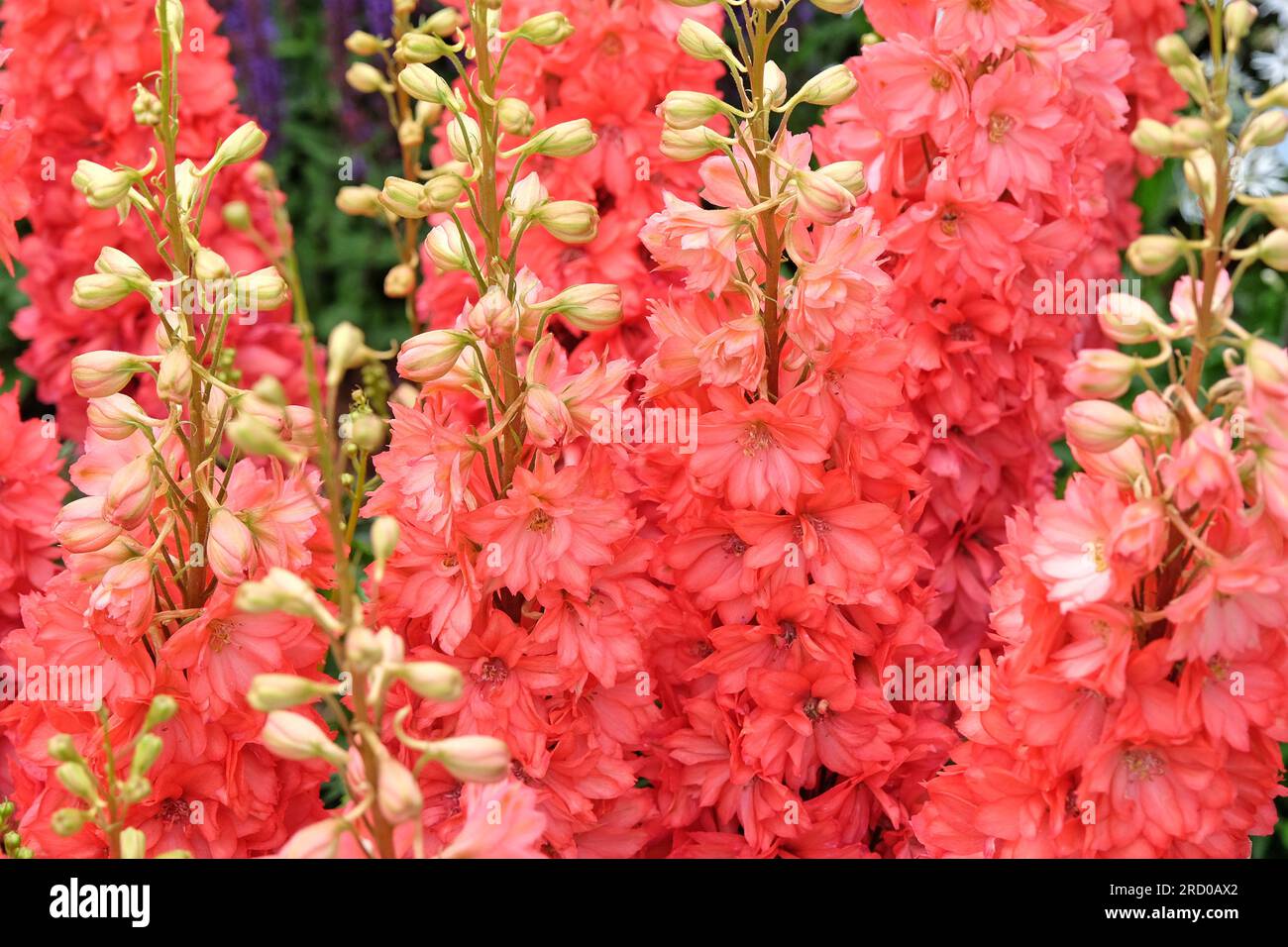 Delphinium 'Red Lark' in flower Stock Photo - Alamy