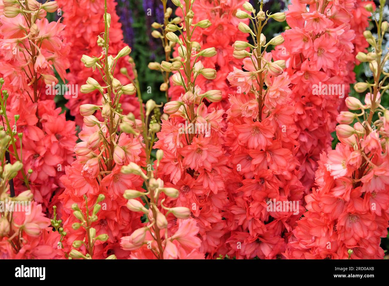 Delphinium red lark hi-res stock photography and images - Alamy