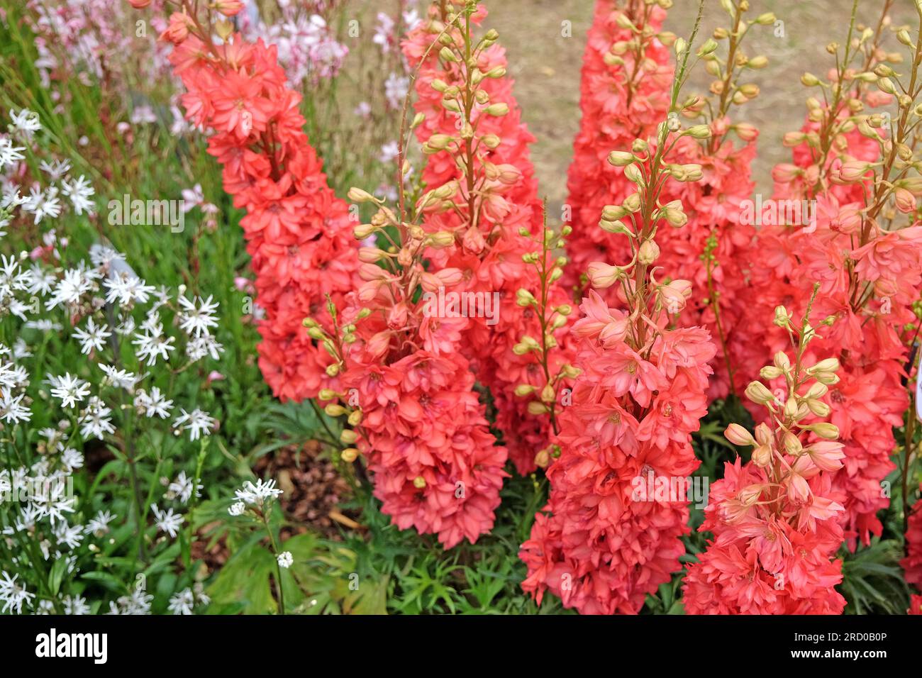 Red delphiniums hi-res stock photography and images - Alamy