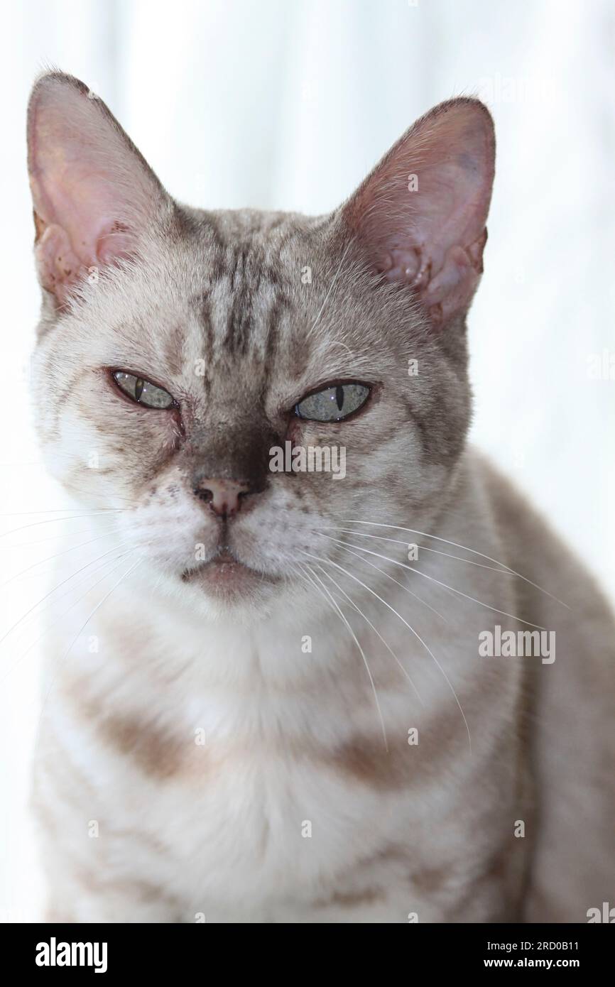 Portrait of an adult female Bengal Snow Rosette cat looking at the ...