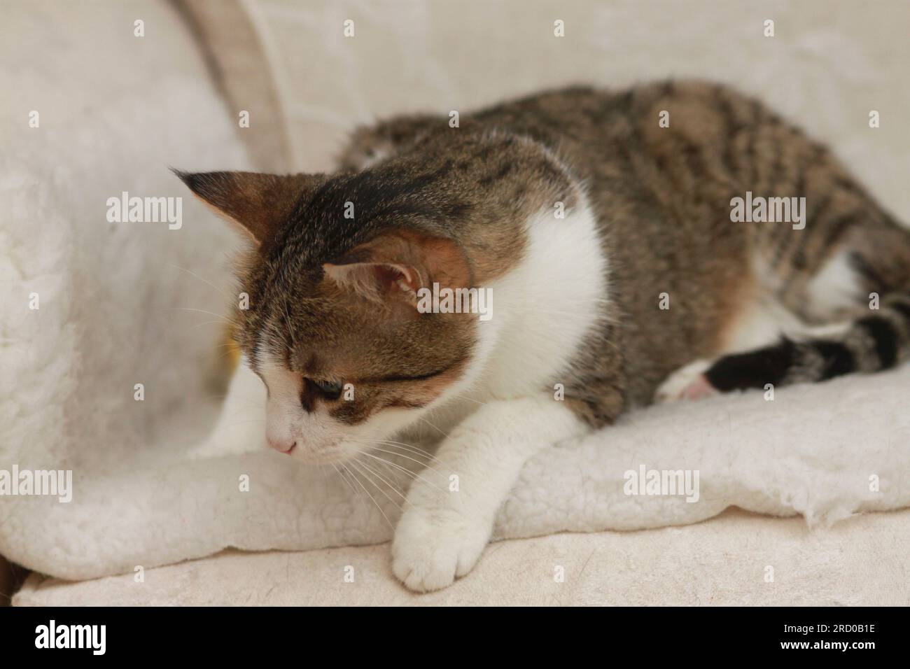 Portrait of an alert adult female Tabby Cat Stock Photo - Alamy