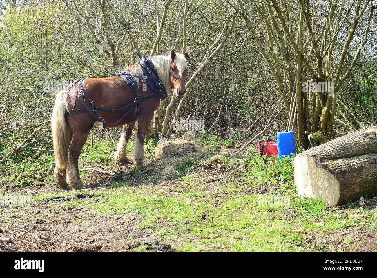 Heavy horse extracting timber from woodland. Dorset, UK Stock Photo - Alamy