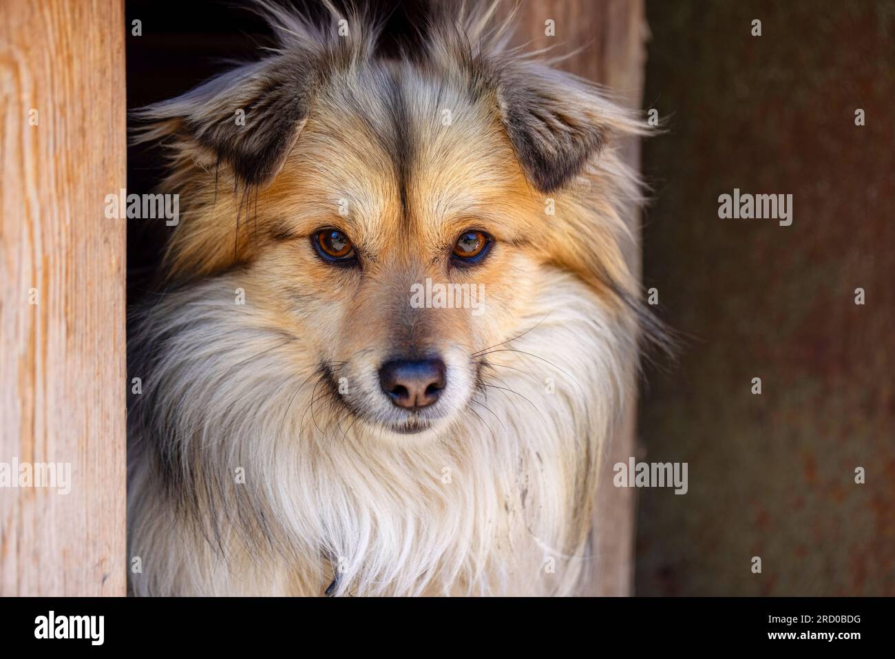 Closeup portrait of cute mutt dog. The muzzle of a mongrel with red ...