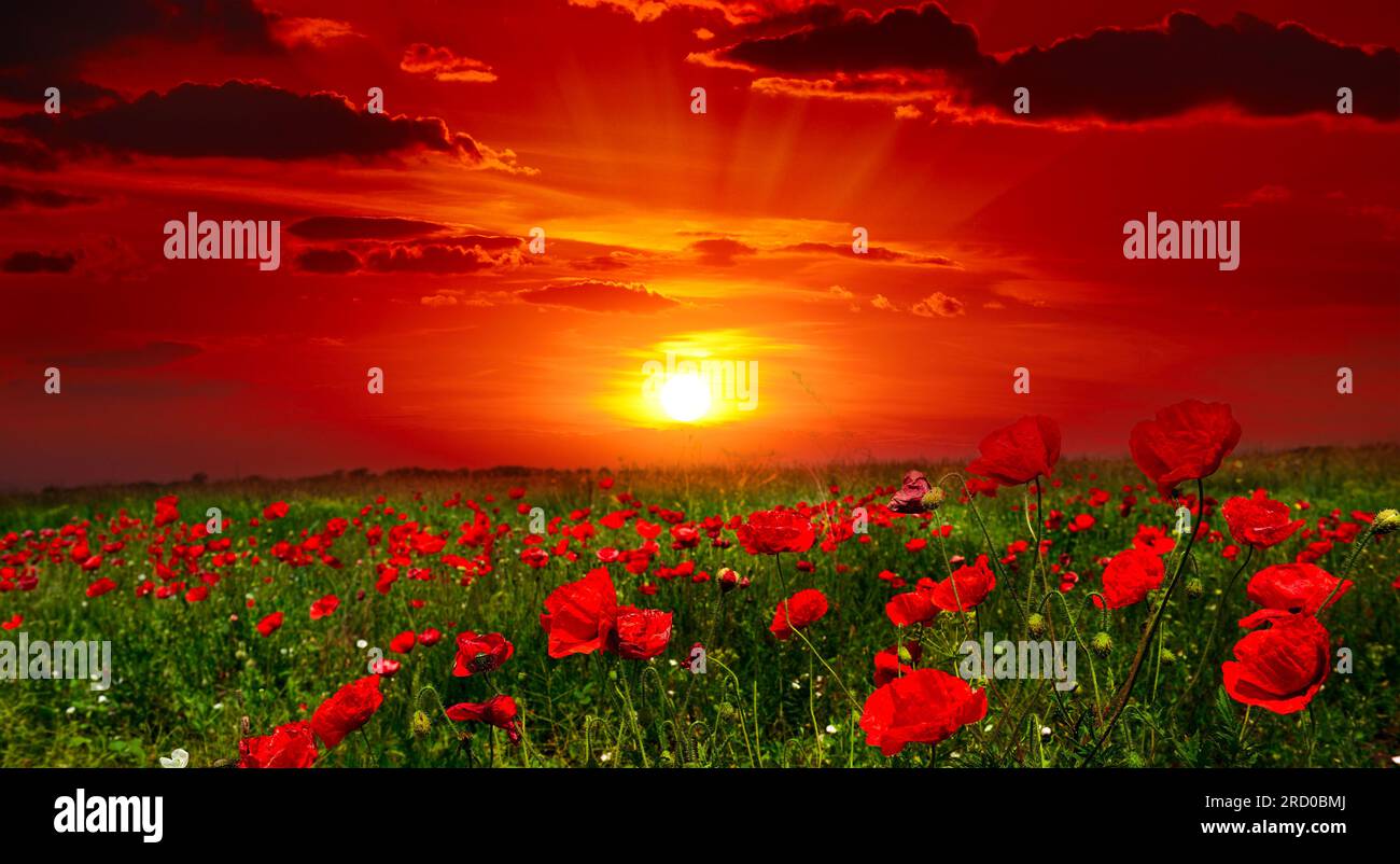 Poppy flower in field sun hi-res stock photography and images - Alamy
