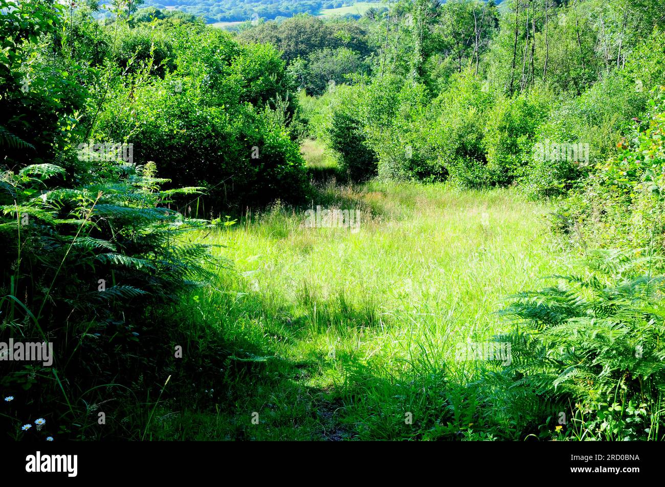 Powerstock Common, Dorset Wildlife Trust nature reserve. UK Stock Photo ...