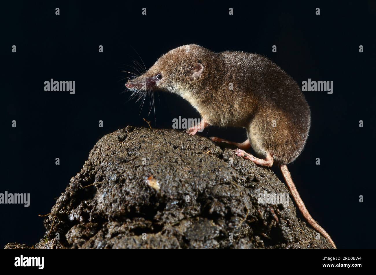 Small common shrew hi-res stock photography and images - Alamy